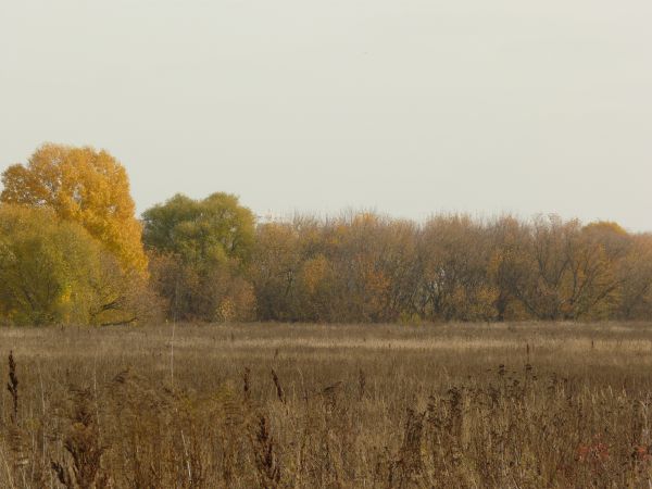 forest side view texture 0005 - Texturelib